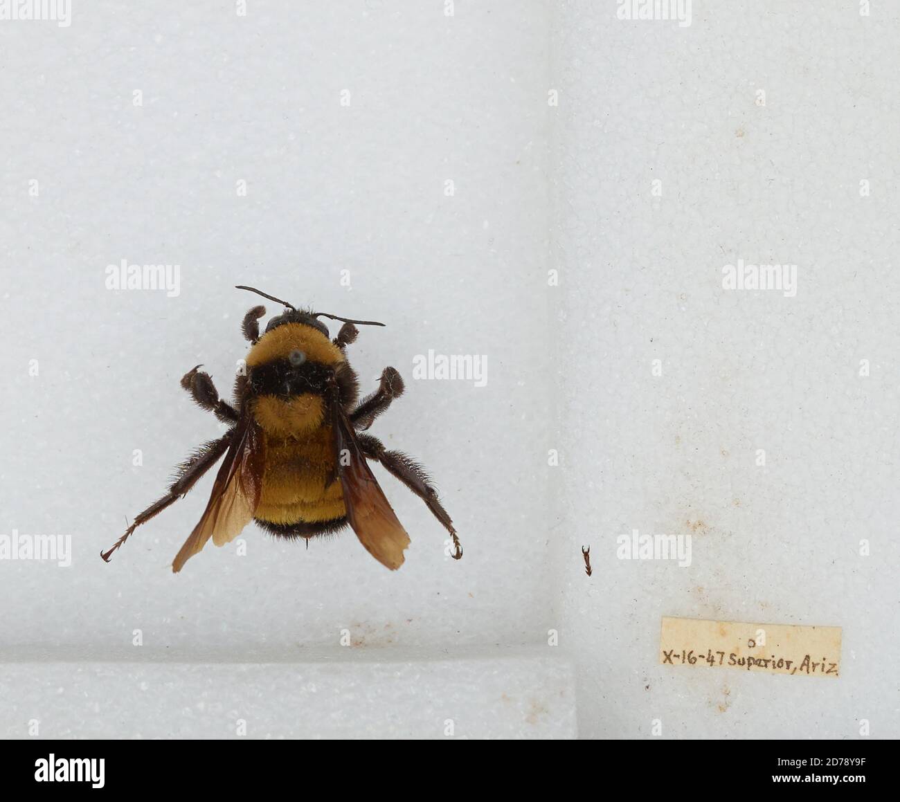 Superior, Pinal, Arizona, United States, Bombus sp., Animalia ...