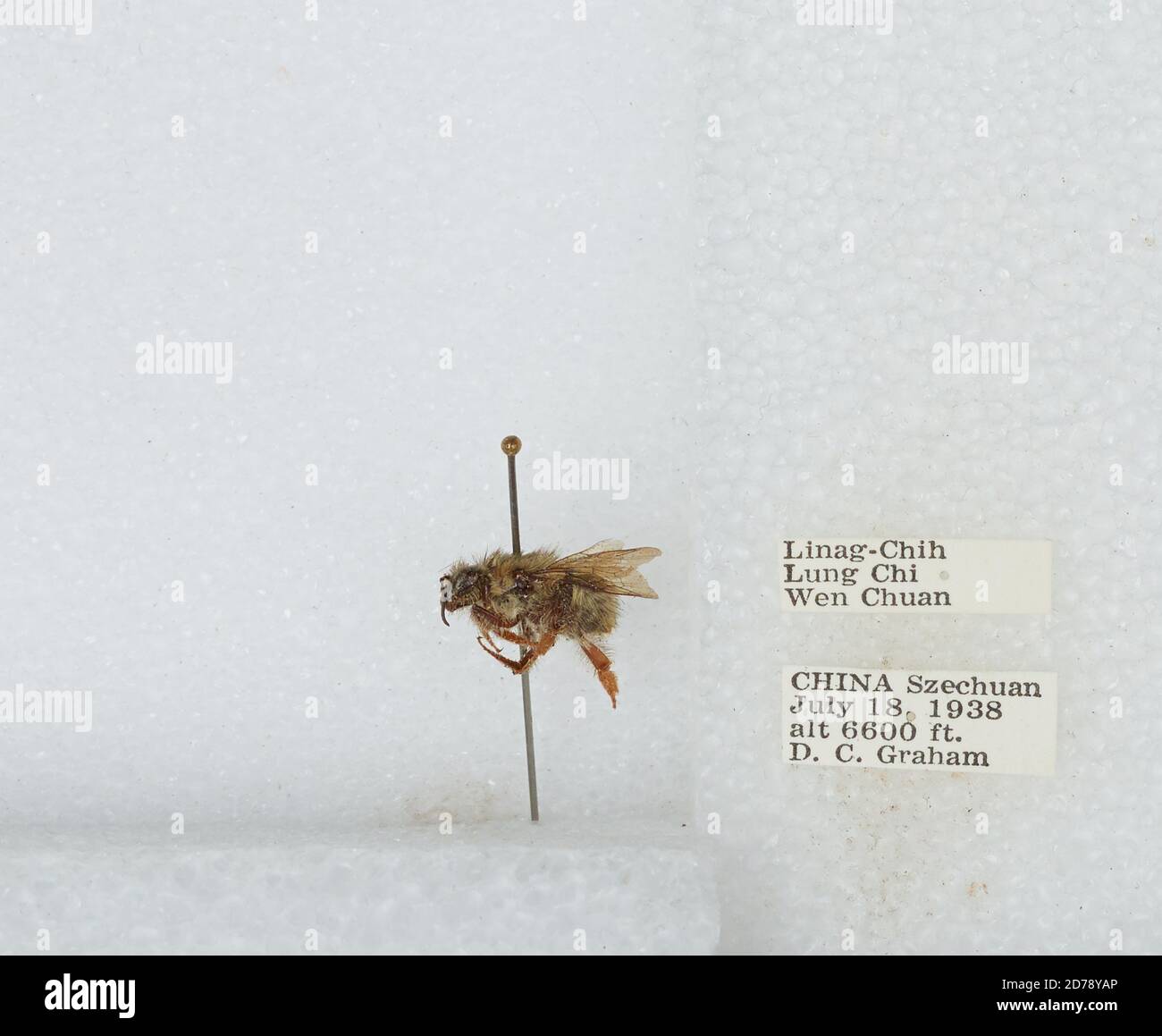 Linag-Chih, Lung Chi, Wenchuan Xian, Sichuan, China, Bombus sp ...