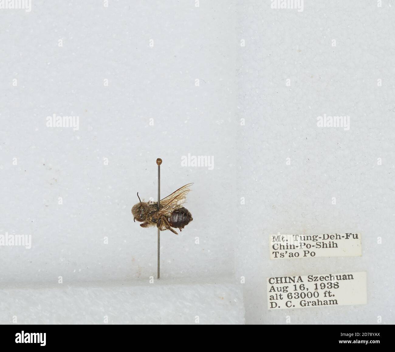 Mt. Tung-Deh-Fu Chin-Po-Shih Ts'ao Po, Sichuan, China, Bombus sp ...