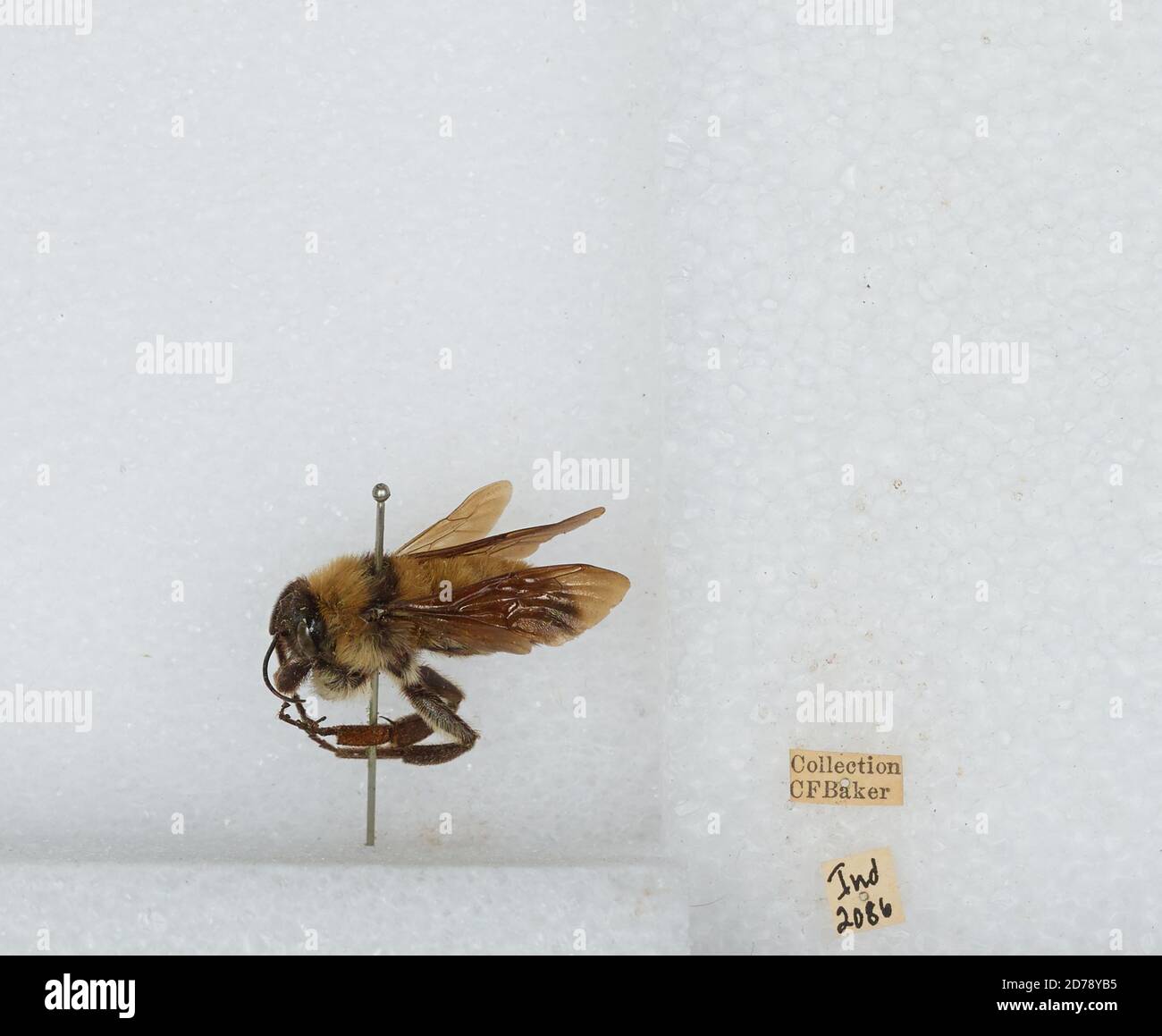 Indiana, United States, Bombus (Fervidobombus) pensylvanicus ...