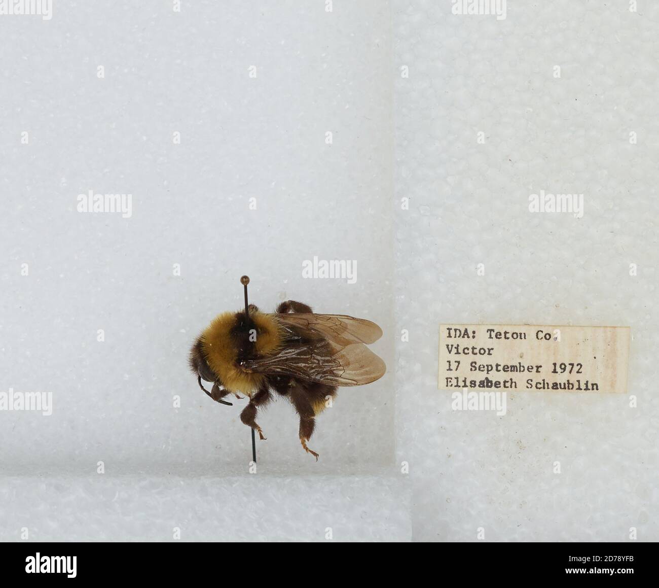 Victor, Teton, Idaho, United States, Bombus sp., Animalia, Arthropoda ...