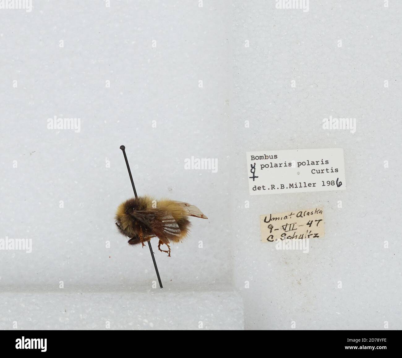Umiat, North Slope, Alaska, United States, Bombus (Alpinobombus ...