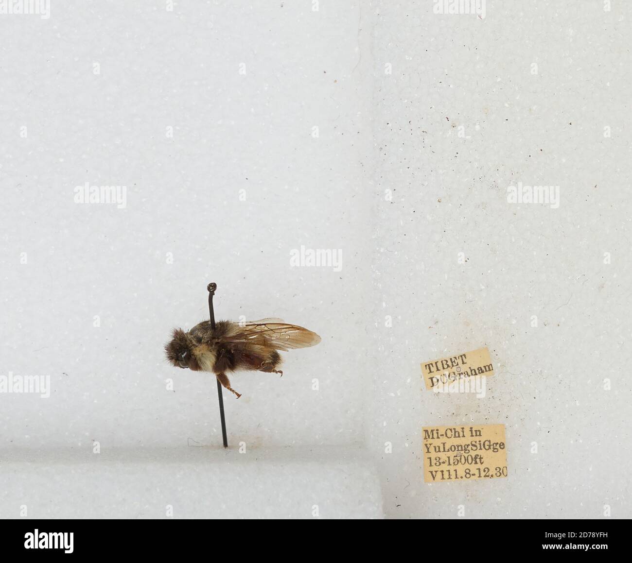 Mi-Chi in Yu Long Si Gorge, Tibet Autonomous Region, China, Bombus sp ...
