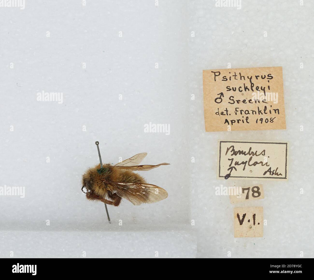 Bombus (Psithyrus) suckleyi Greene, Animalia, Arthropoda, Insecta ...