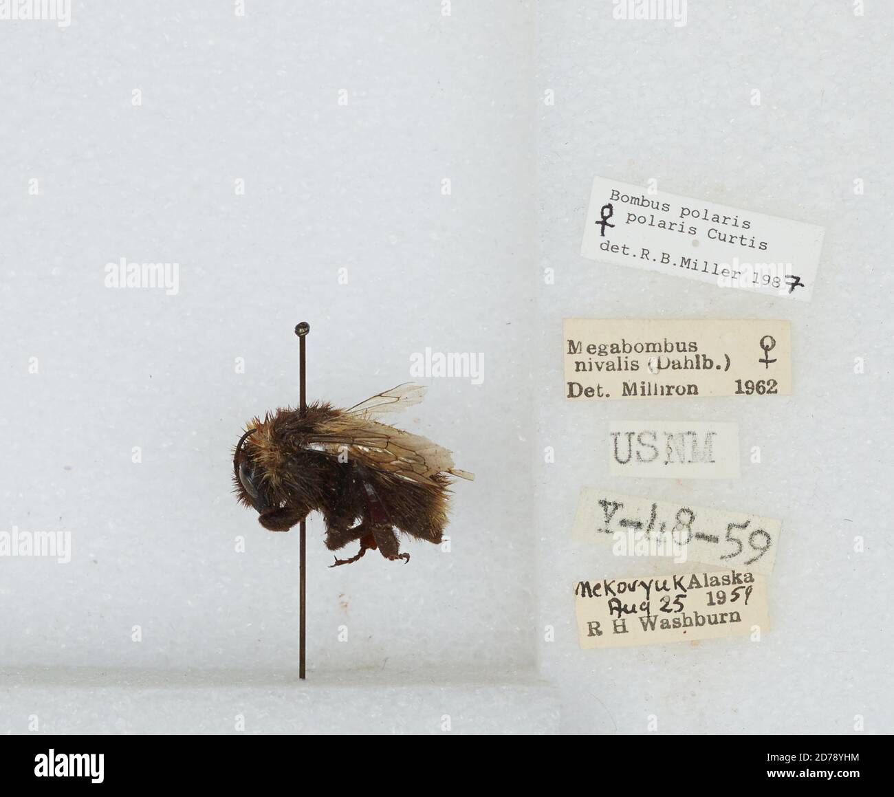 Mekoryuk, Bethel, Alaska, United States, Bombus (Alpinobombus) polaris ...