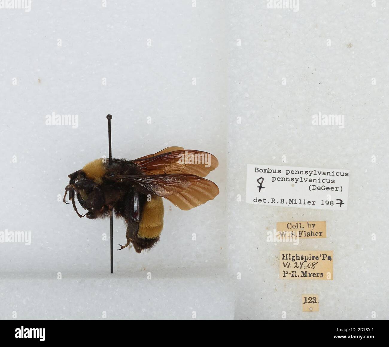 Highspire, Dauphin, Pennsylvania, United States, Bombus (Fervidobombus ...