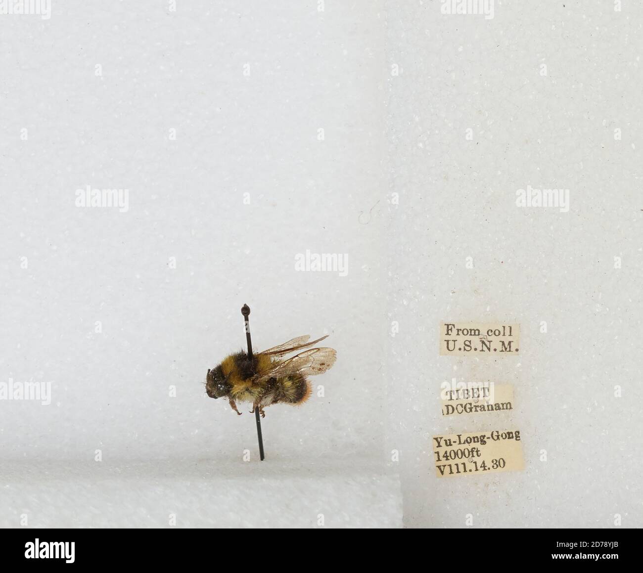 Yu-Long-Gong, Tibet Autonomous Region, China, Bombus sp., Animalia ...
