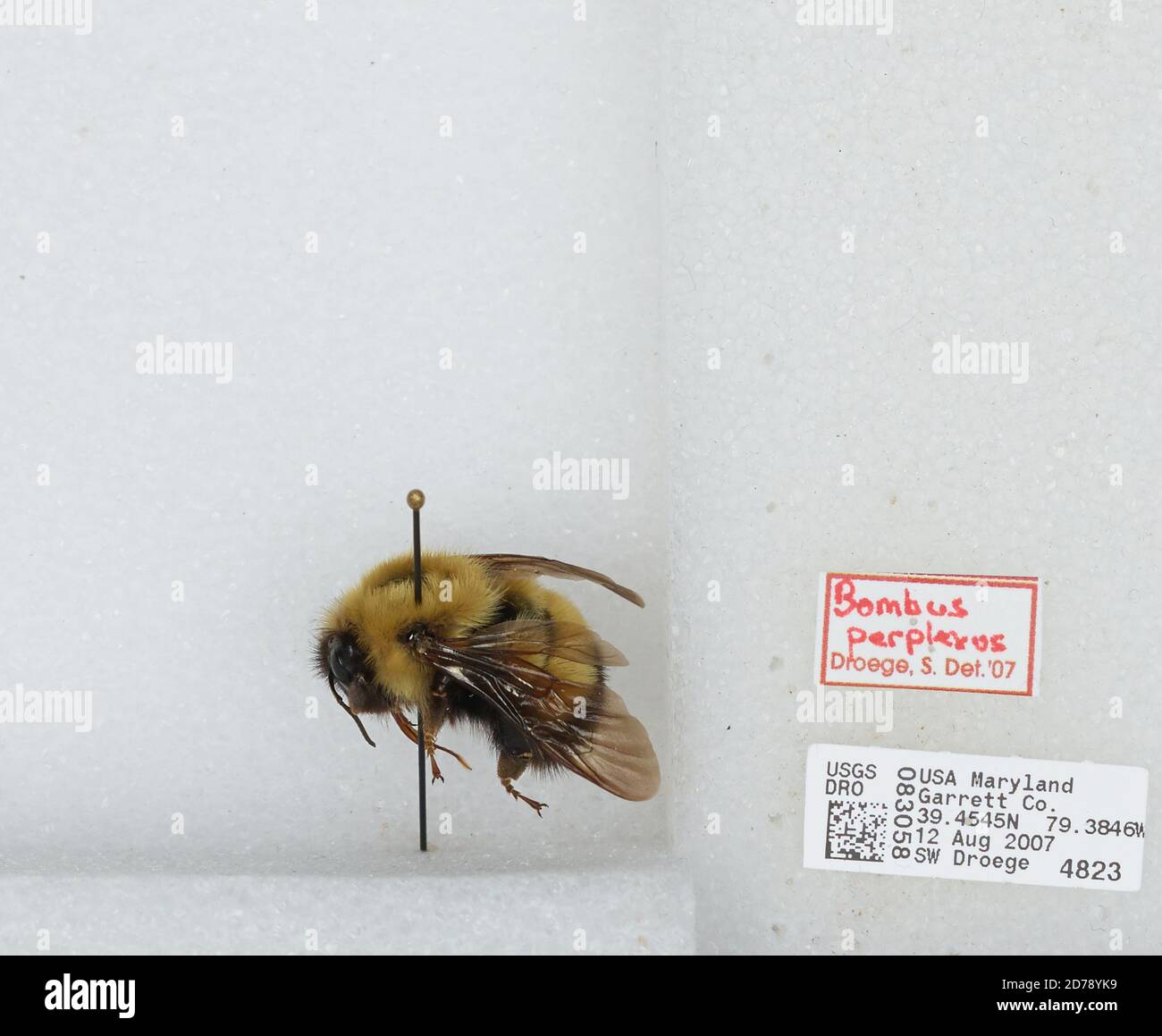 Garrett, Maryland, United States, Bombus (Pyrobombus) perplexus Cresson ...