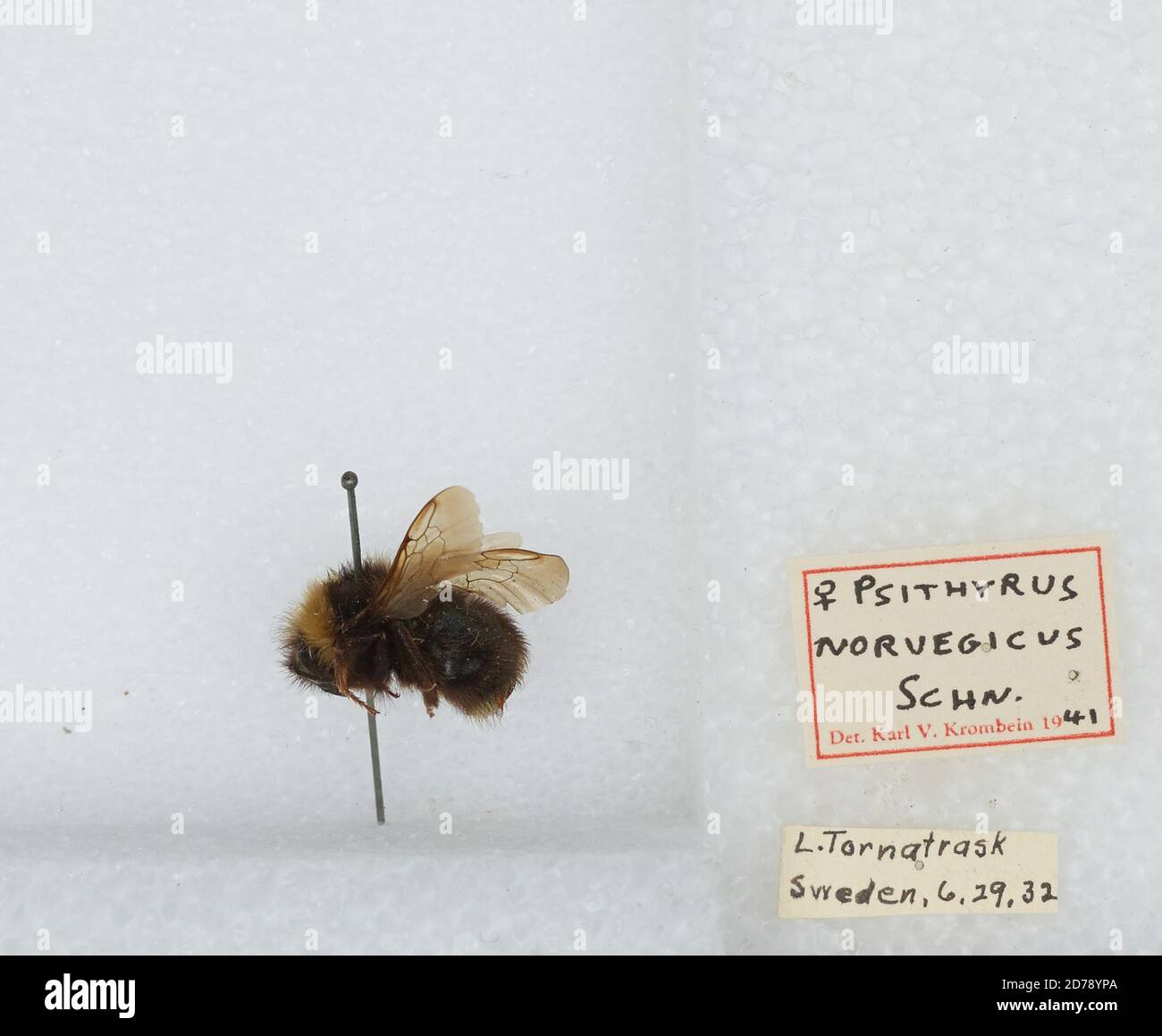 Sweden, Bombus (Psithyrus) norvegicus (Sparre-Schneider), Animalia ...