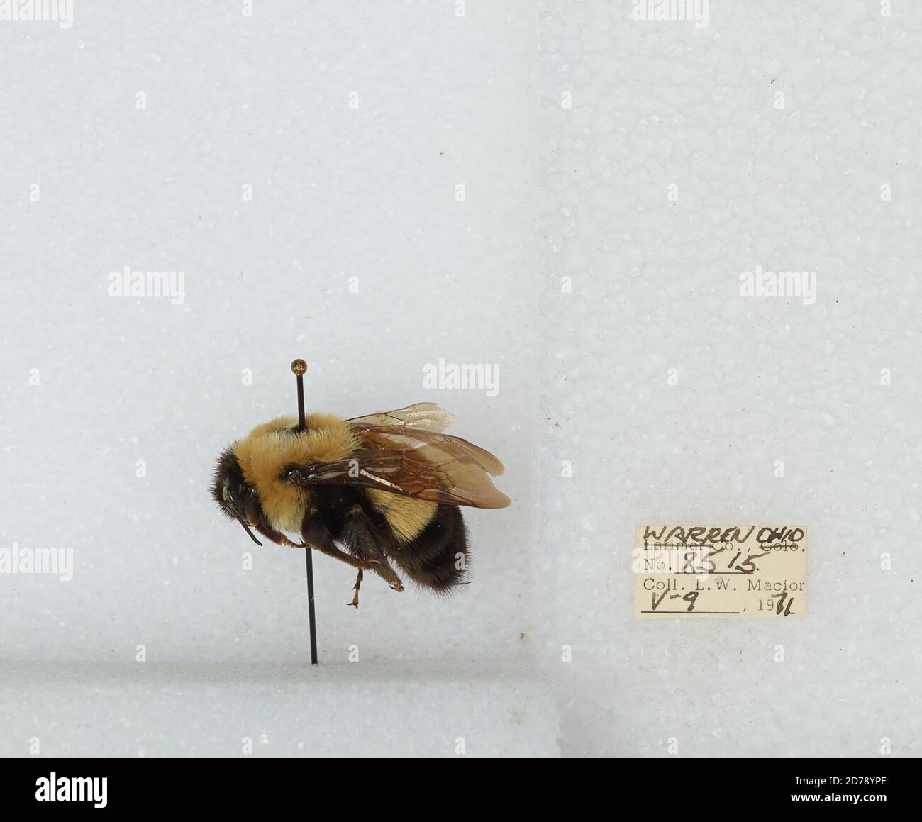 Warren, Ohio, United States, Bombus (Bombus) affinis Cresson, Animalia ...