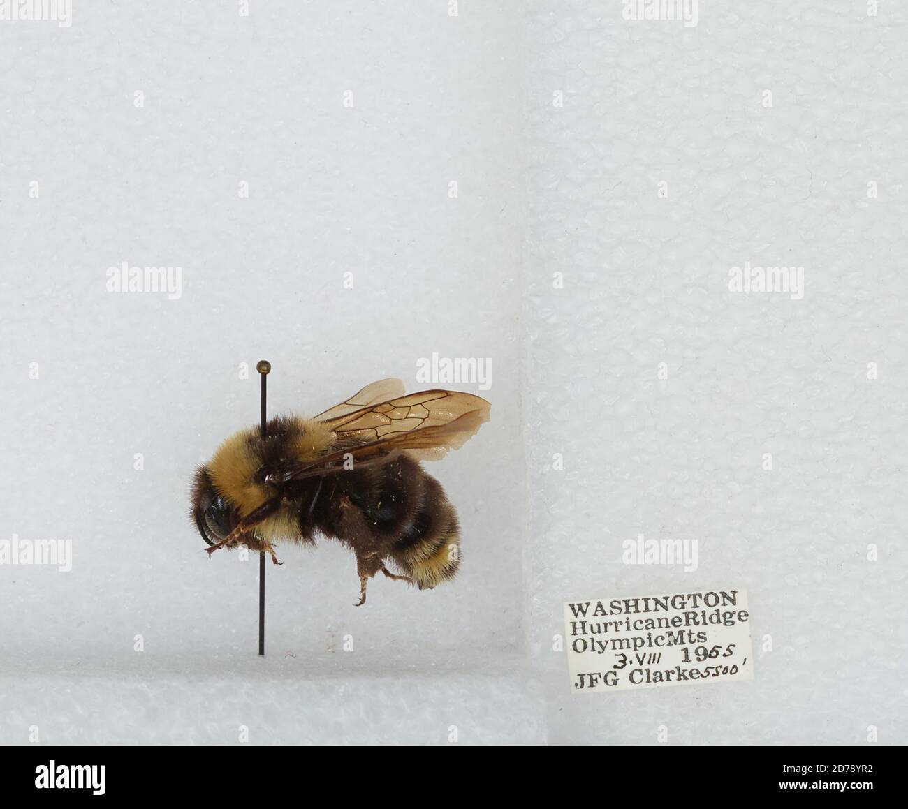 Hurricane Ridge, Olympic Mountains, Clallam, Washington, United States ...