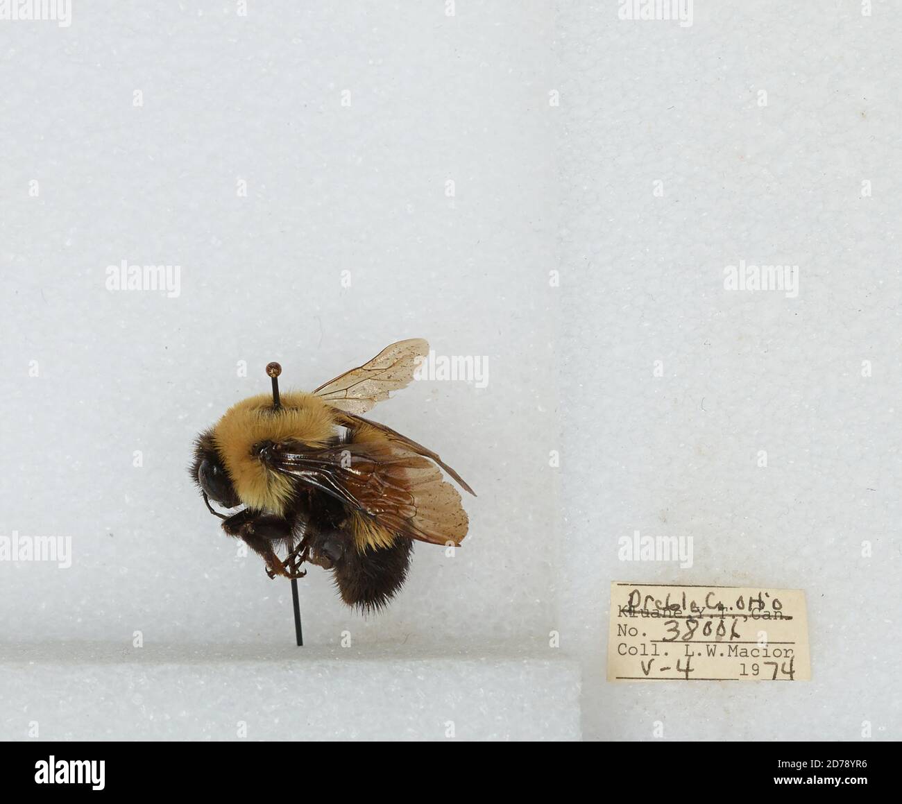 Preble, Ohio, United States, Bombus (Bombus) affinis Cresson, Animalia ...