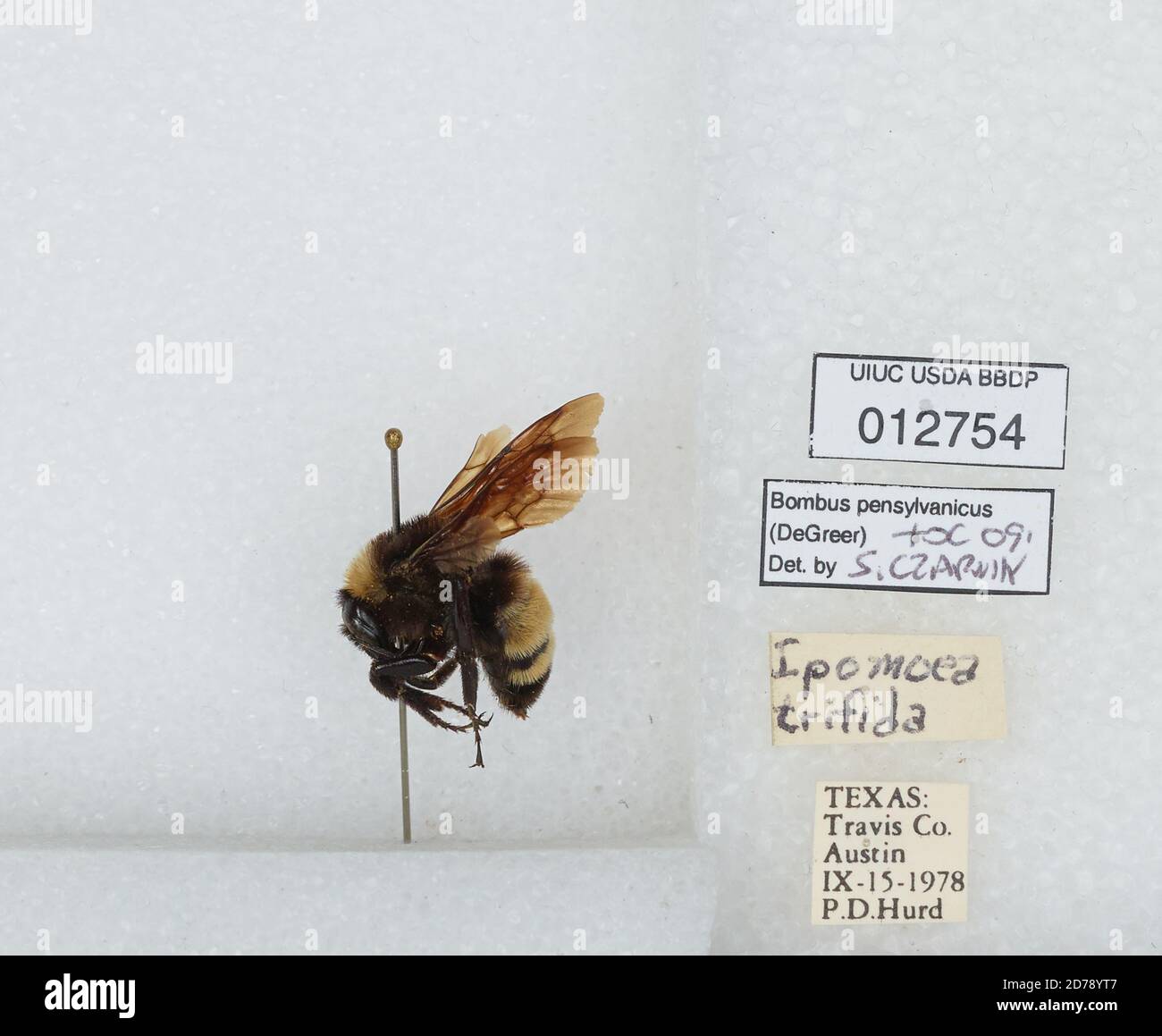 Austin, Travis, Texas, United States, Bombus (Fervidobombus ...