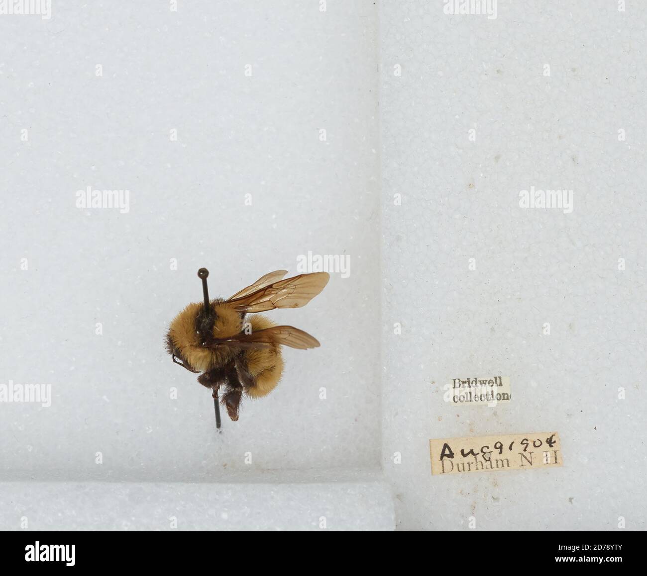 Durham, Strafford, New Hampshire, United States, Bombus (Fervidobombus ...