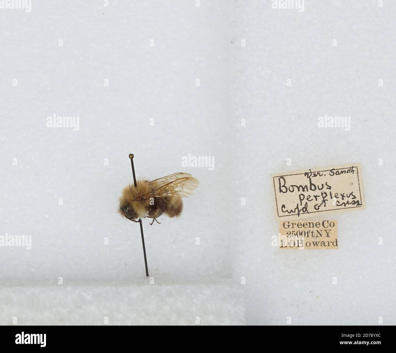 Greene, New York, United States, Bombus (Pyrobombus) perplexus Cresson ...