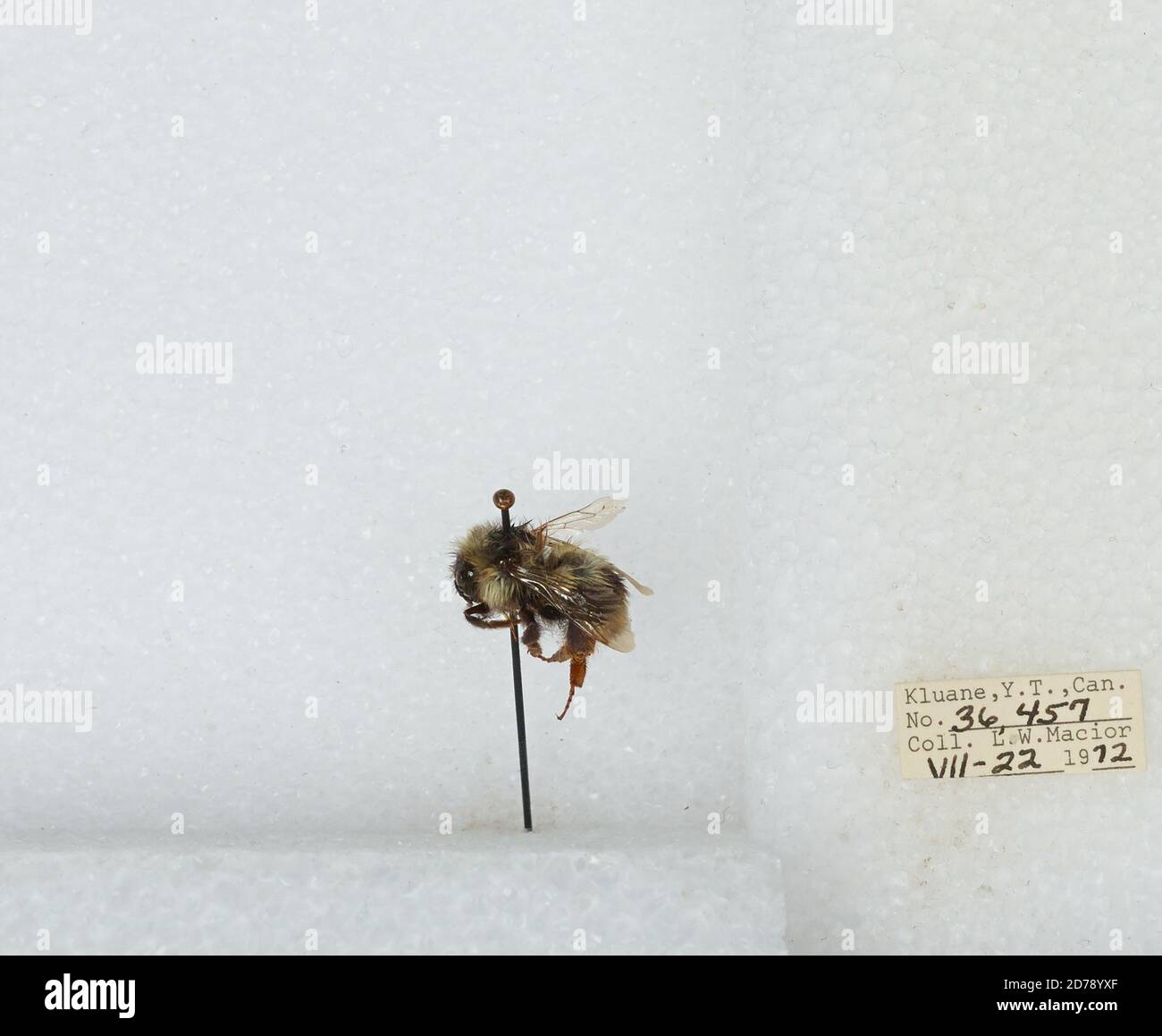 Kluane, Yukon Territory, Canada, Bombus bifarius nearcticus, Animalia, Arthropoda, Insecta ...