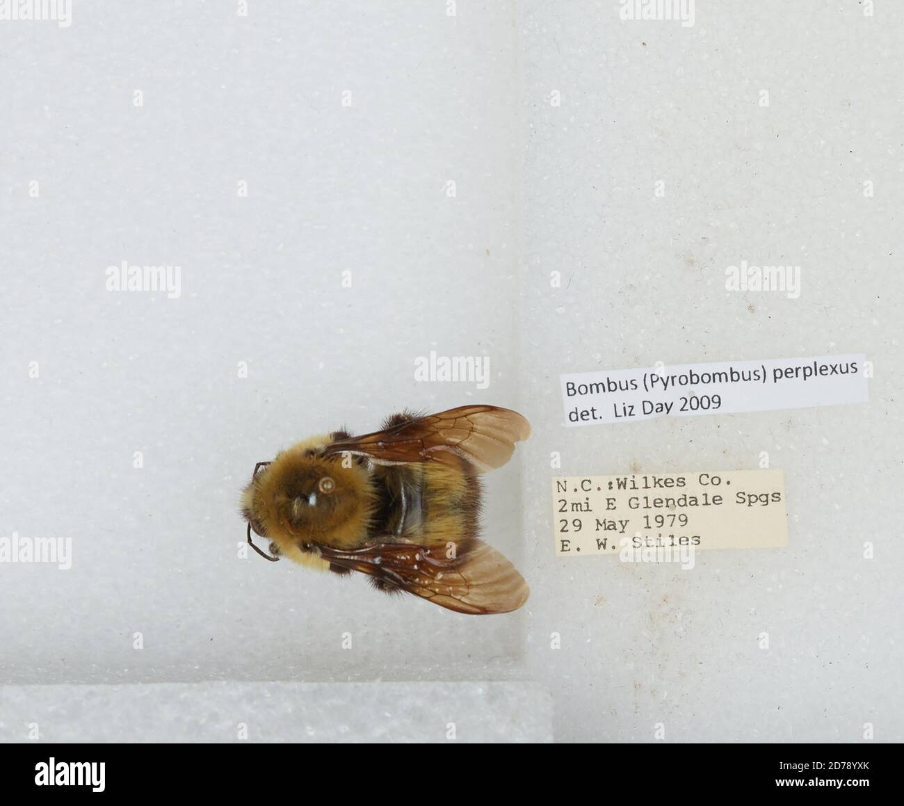 North Carolina, United States, Bombus (Pyrobombus) perplexus Cresson ...