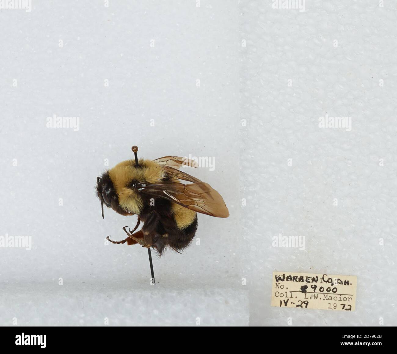 Warren, Ohio, United States, Bombus (Bombus) affinis Cresson, Animalia ...