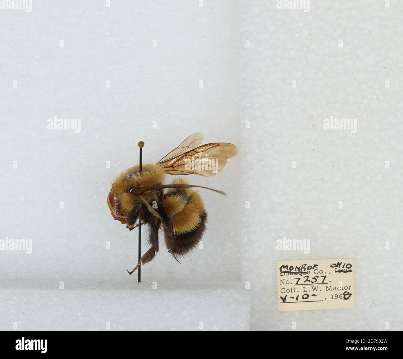 Monroe, Ohio, United States, Bombus (Pyrobombus) perplexus Cresson ...