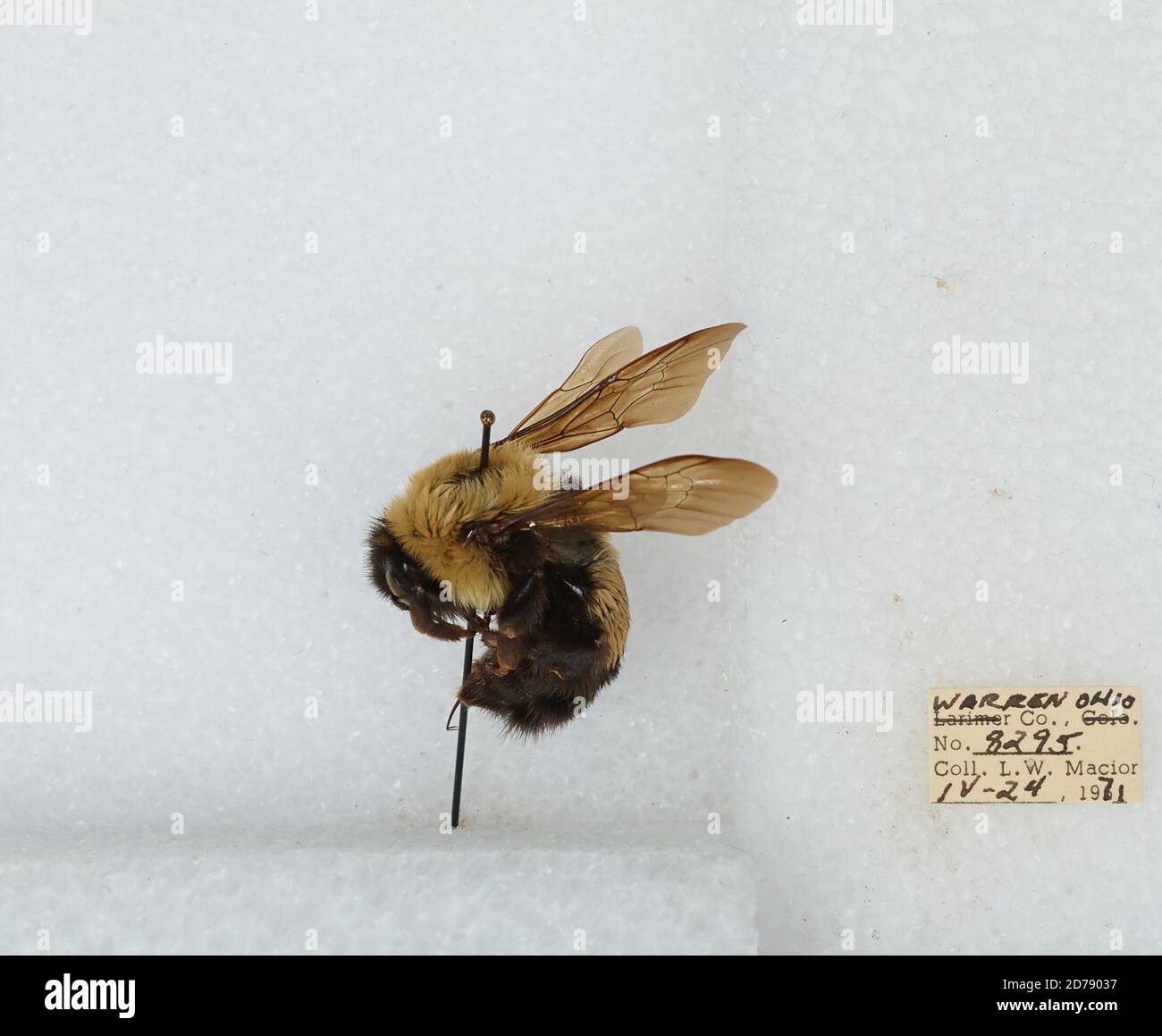 Warren, Ohio, United States, Bombus (Bombus) affinis Cresson, Animalia ...