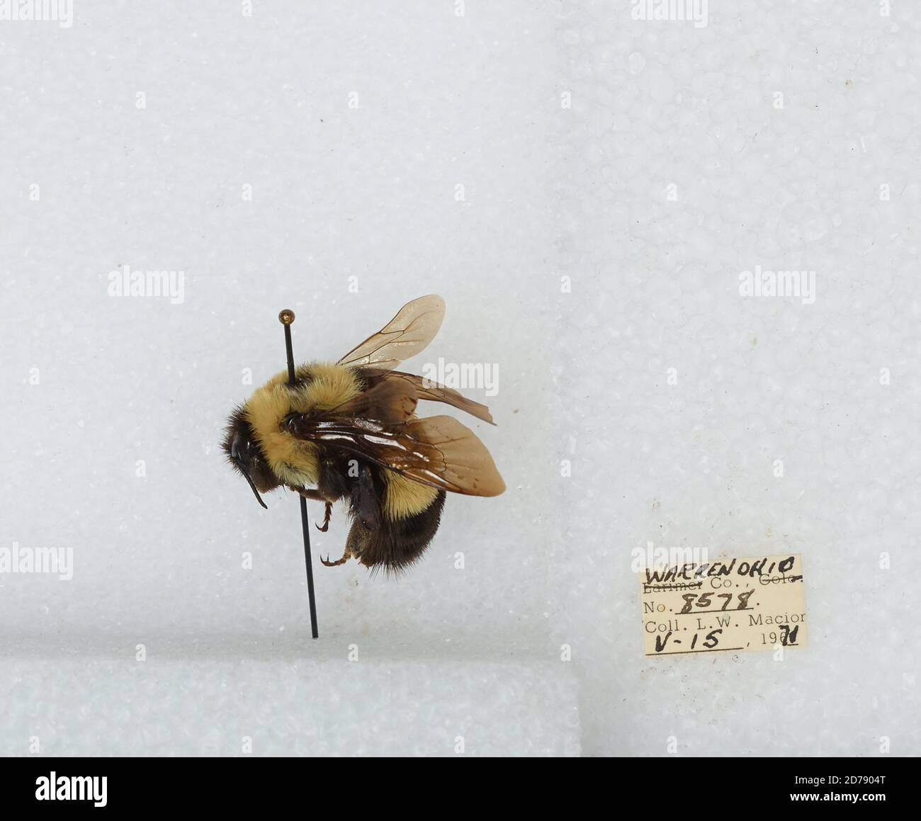 Warren, Ohio, United States, Bombus (Bombus) affinis Cresson, Animalia ...