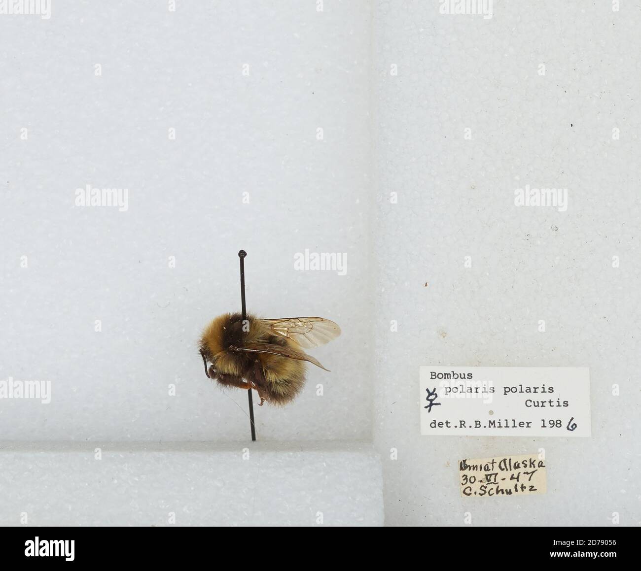 Umiat, North Slope, Alaska, United States, Bombus (Alpinobombus ...