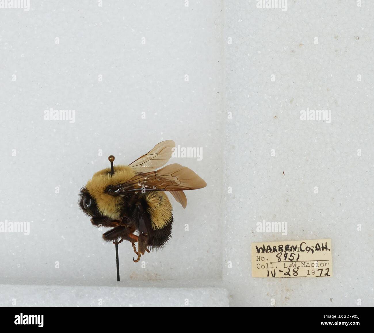 Warren, Ohio, United States, Bombus (Bombus) affinis Cresson, Animalia ...