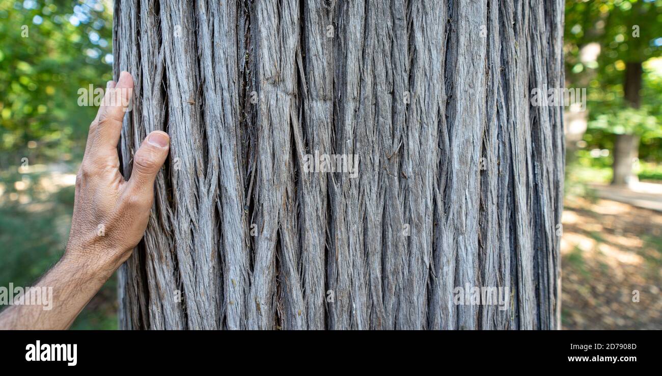 Hand tree trunk hi-res stock photography and images - Alamy