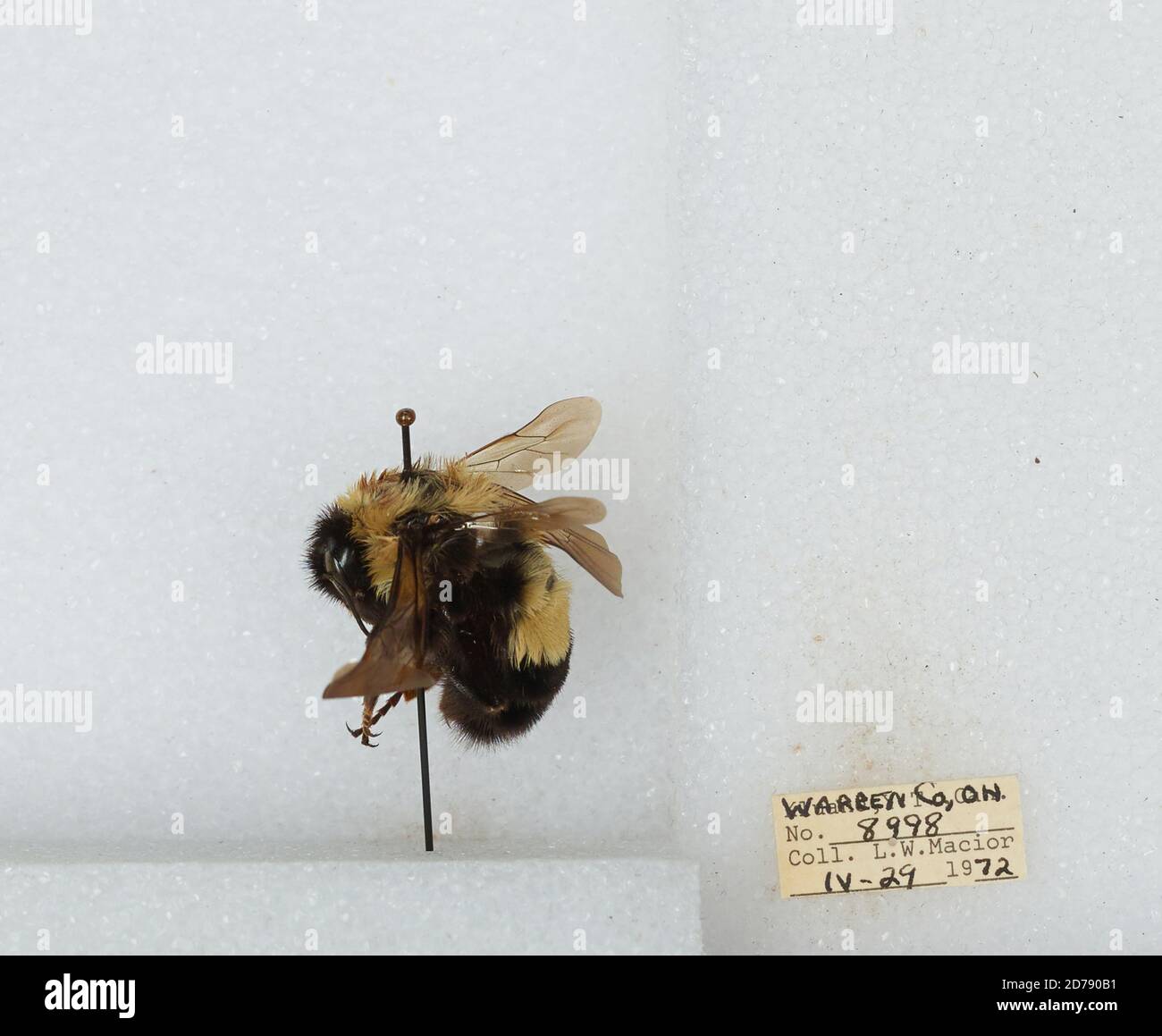 Warren, Ohio, United States, Bombus (Bombus) affinis Cresson, Animalia ...