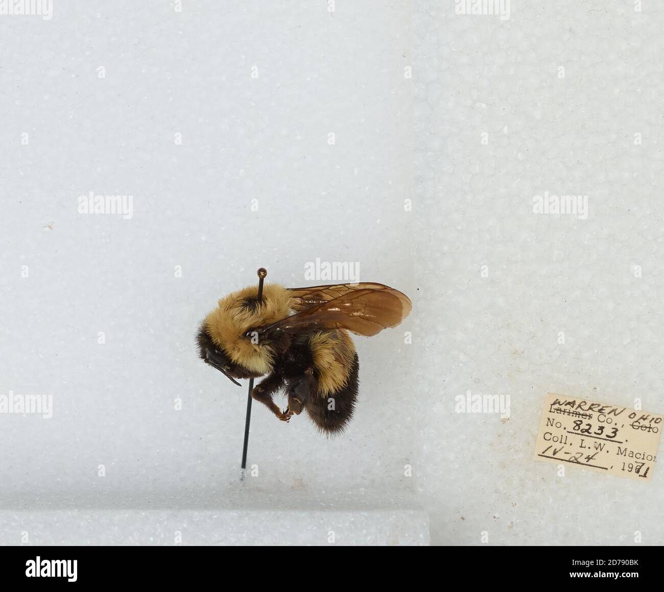 Warren, Ohio, United States, Bombus (Bombus) affinis Cresson, Animalia ...