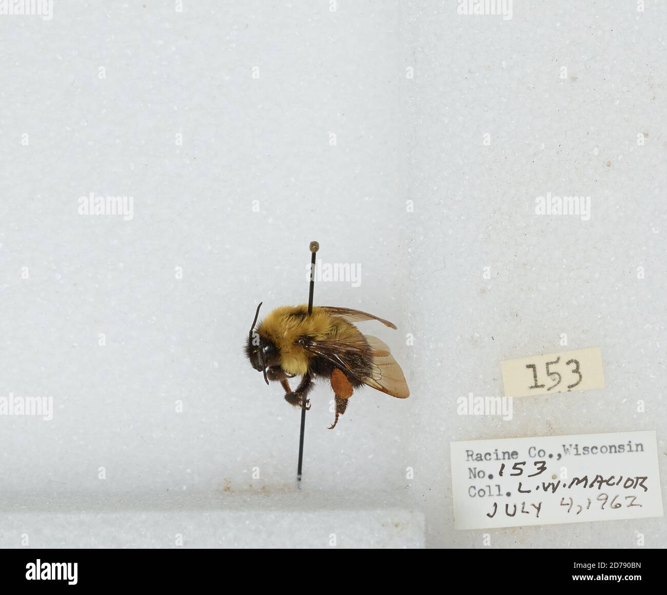 Racine, Wisconsin, United States, Bombus (Pyrobombus) bimaculatus ...