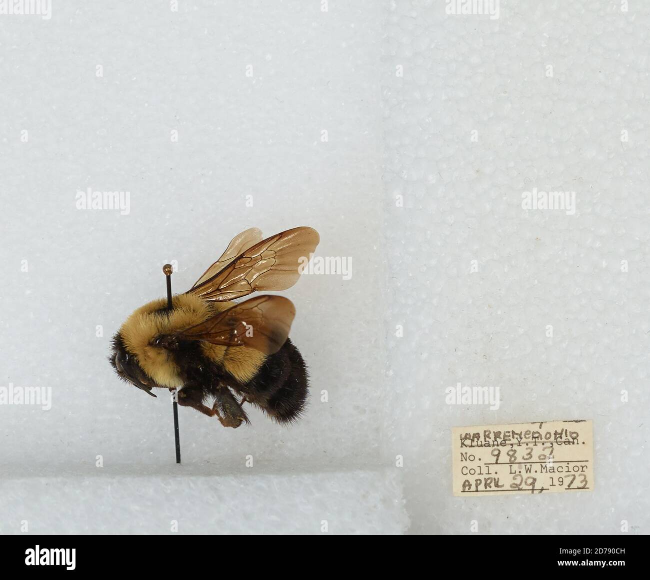 Warren, Ohio, United States, Bombus (Bombus) affinis Cresson, Animalia ...