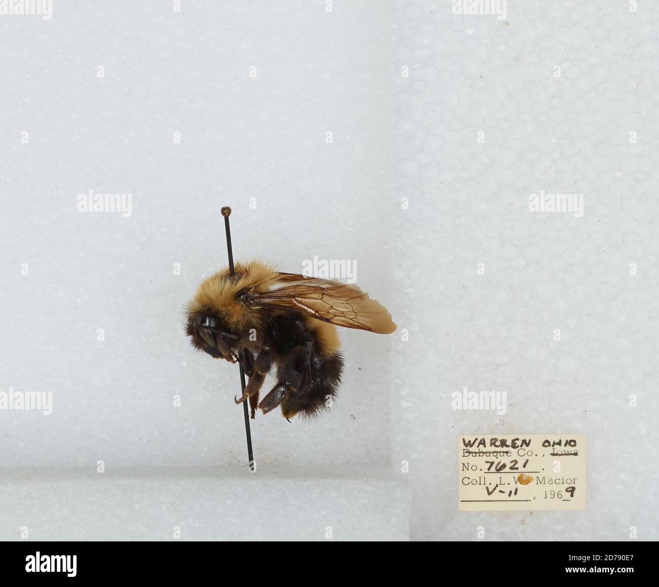 Warren, Ohio, United States, Bombus (Pyrobombus) perplexus Cresson ...