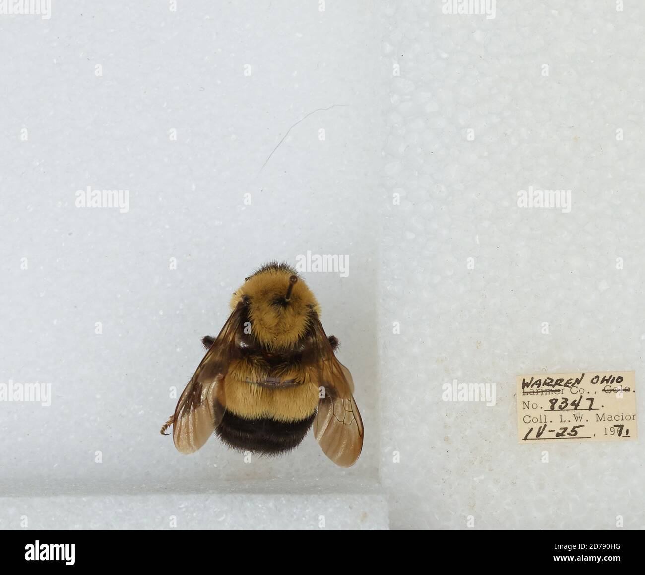Warren, Ohio, United States, Bombus (Bombus) affinis Cresson, Animalia ...