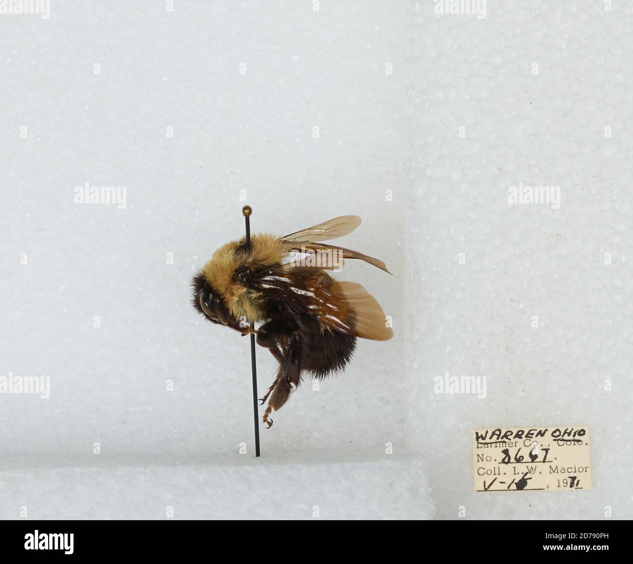 Warren, Ohio, United States, Bombus (Bombus) affinis Cresson, Animalia ...