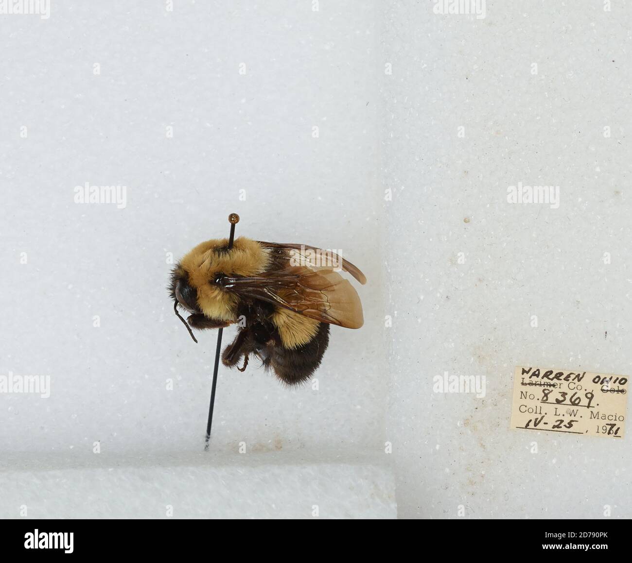 Warren, Ohio, United States, Bombus (Bombus) affinis Cresson, Animalia ...