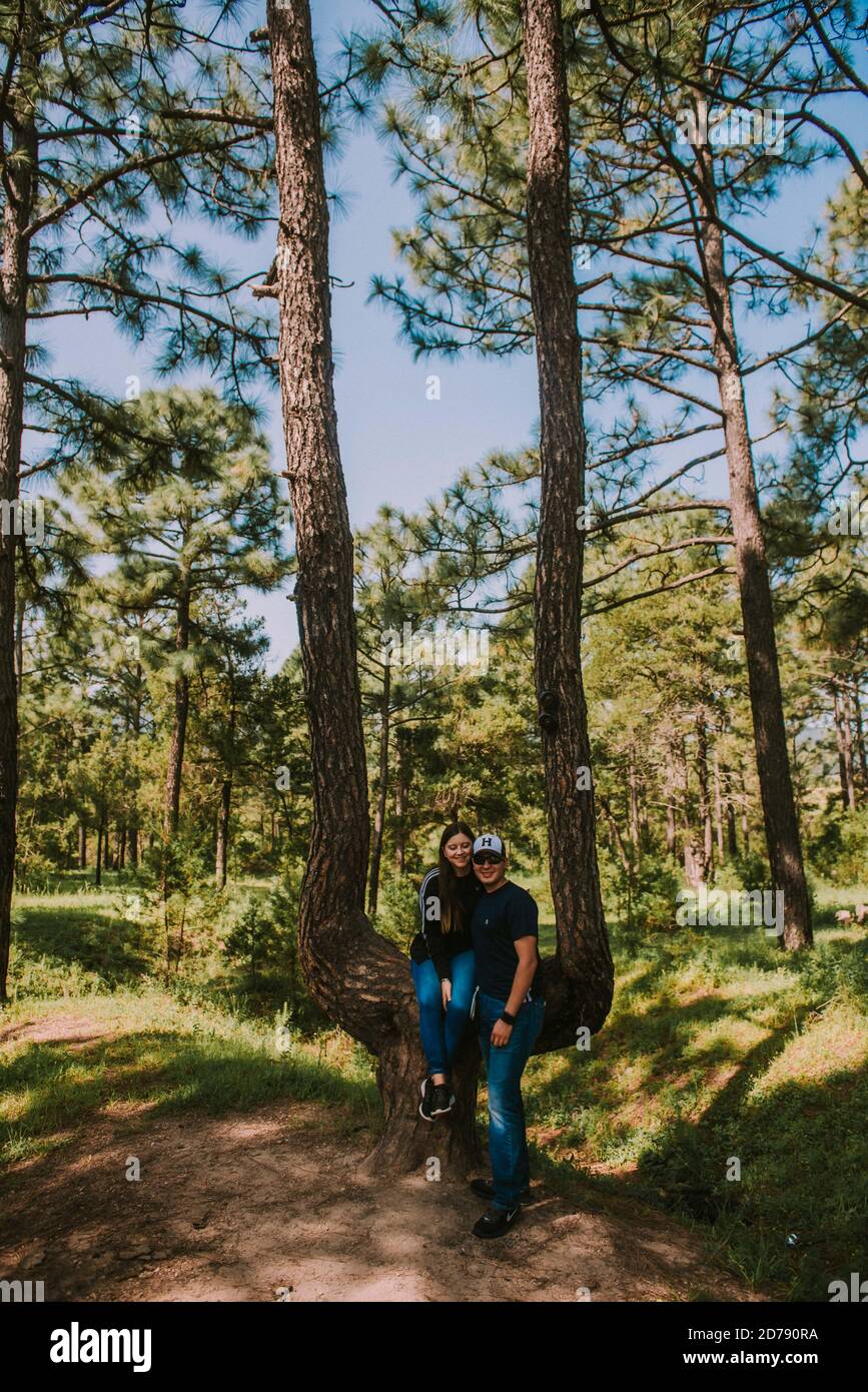 Bosque de pino encino hi-res stock photography and images - Alamy