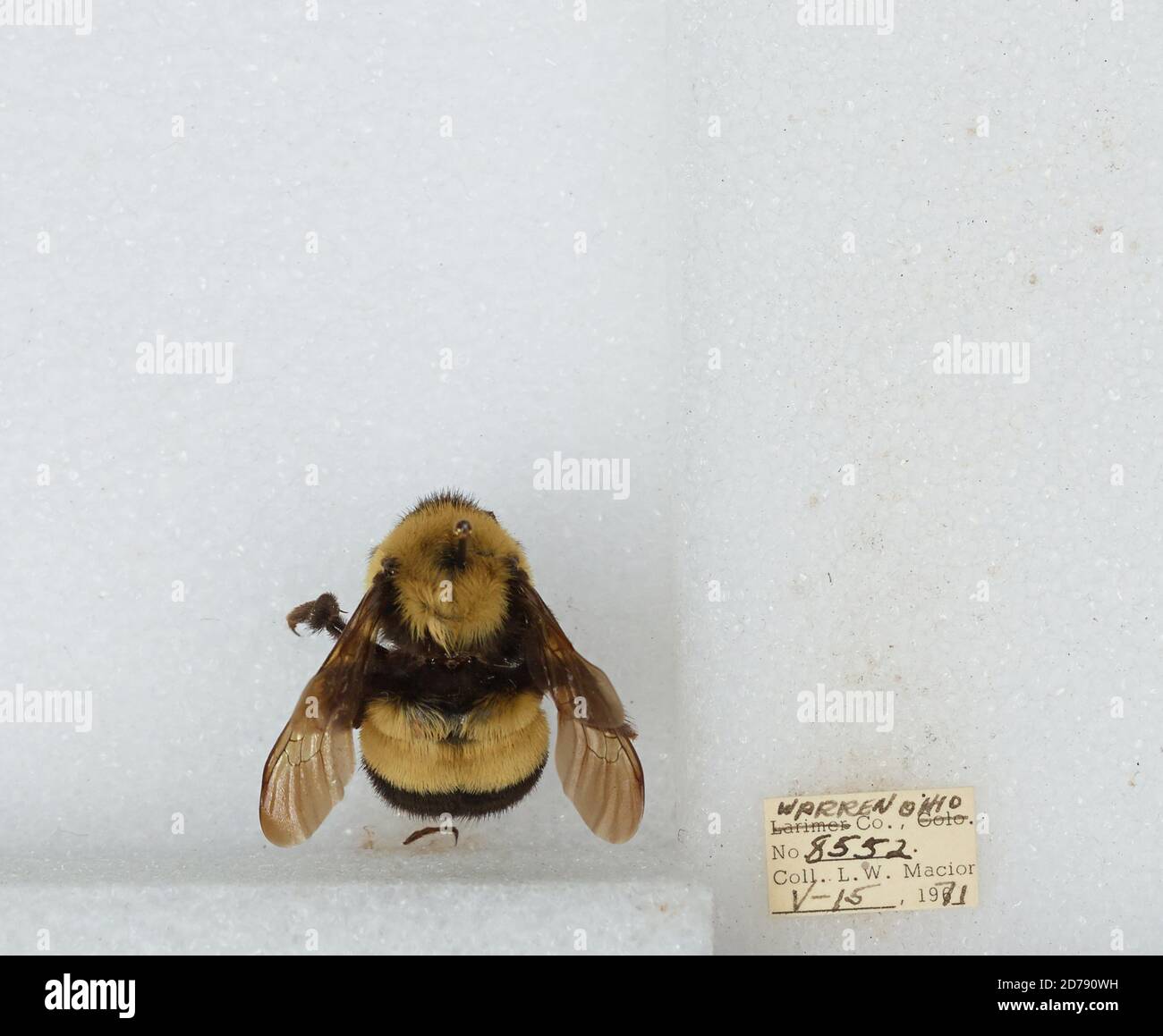 Warren, Ohio, United States, Bombus (Bombus) affinis Cresson, Animalia ...