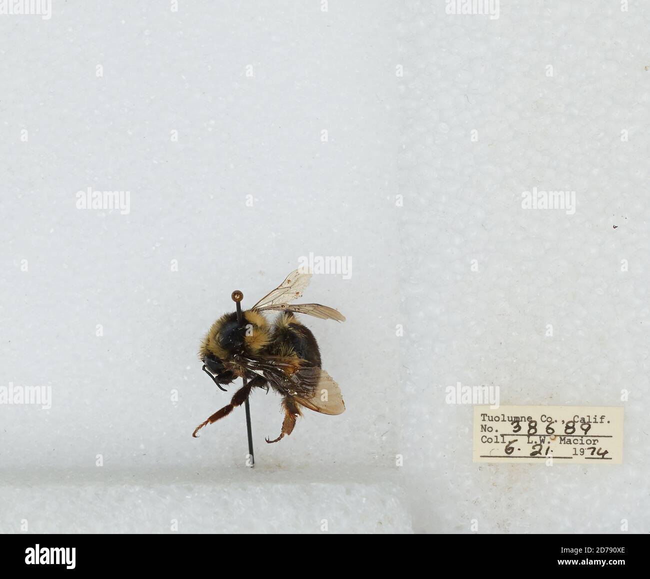 Tuolumne, California, United States, Bombus bifarius nearcticus ...