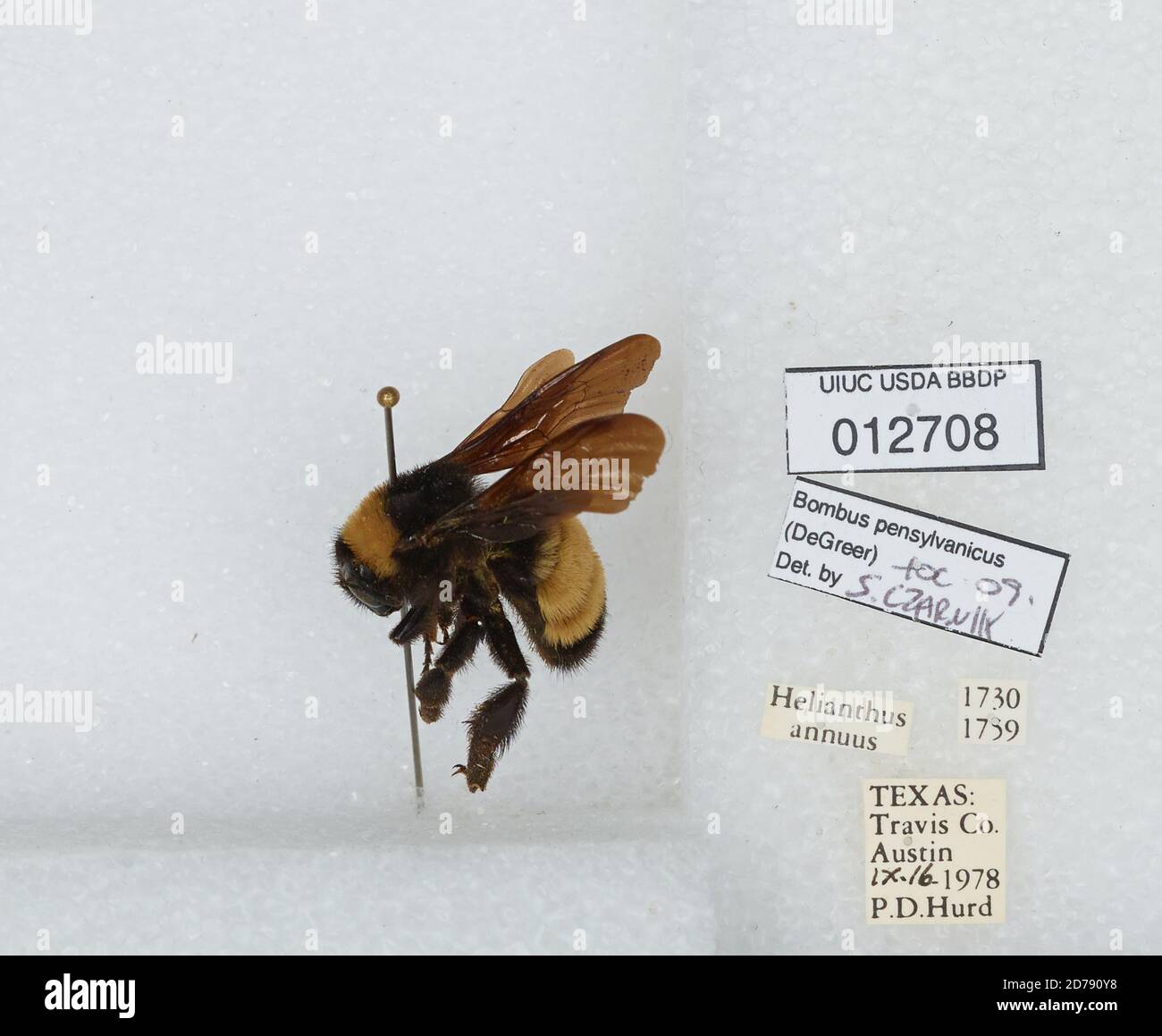 Austin, Travis, Texas, United States, Bombus (Fervidobombus ...