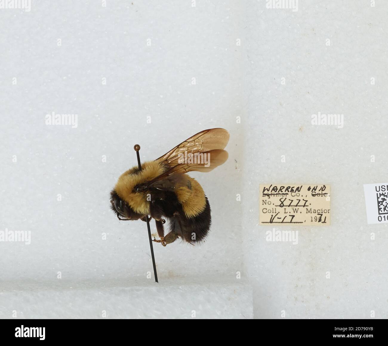 Warren, Ohio, United States, Bombus (Bombus) affinis Cresson, Animalia ...