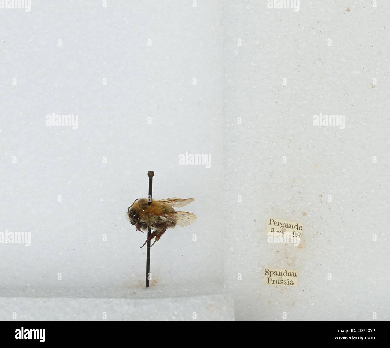 Spandau, Berlin, Germany, Bombus sp., Animalia, Arthropoda, Insecta ...