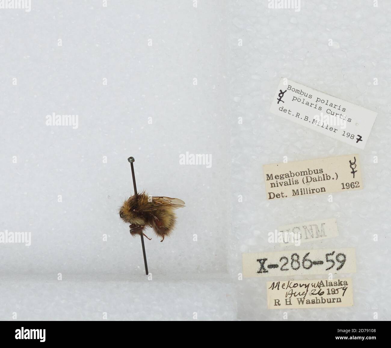 Bethel, Alaska, United States, Bombus (Alpinobombus) polaris Curtis ...