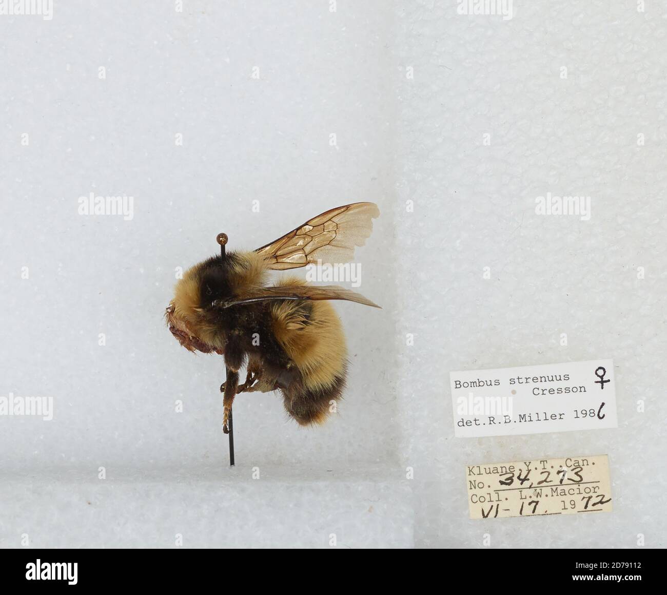Kluane, Yukon Territory, Canada, Bombus (Alpinobombus) neoboreus Sladen ...