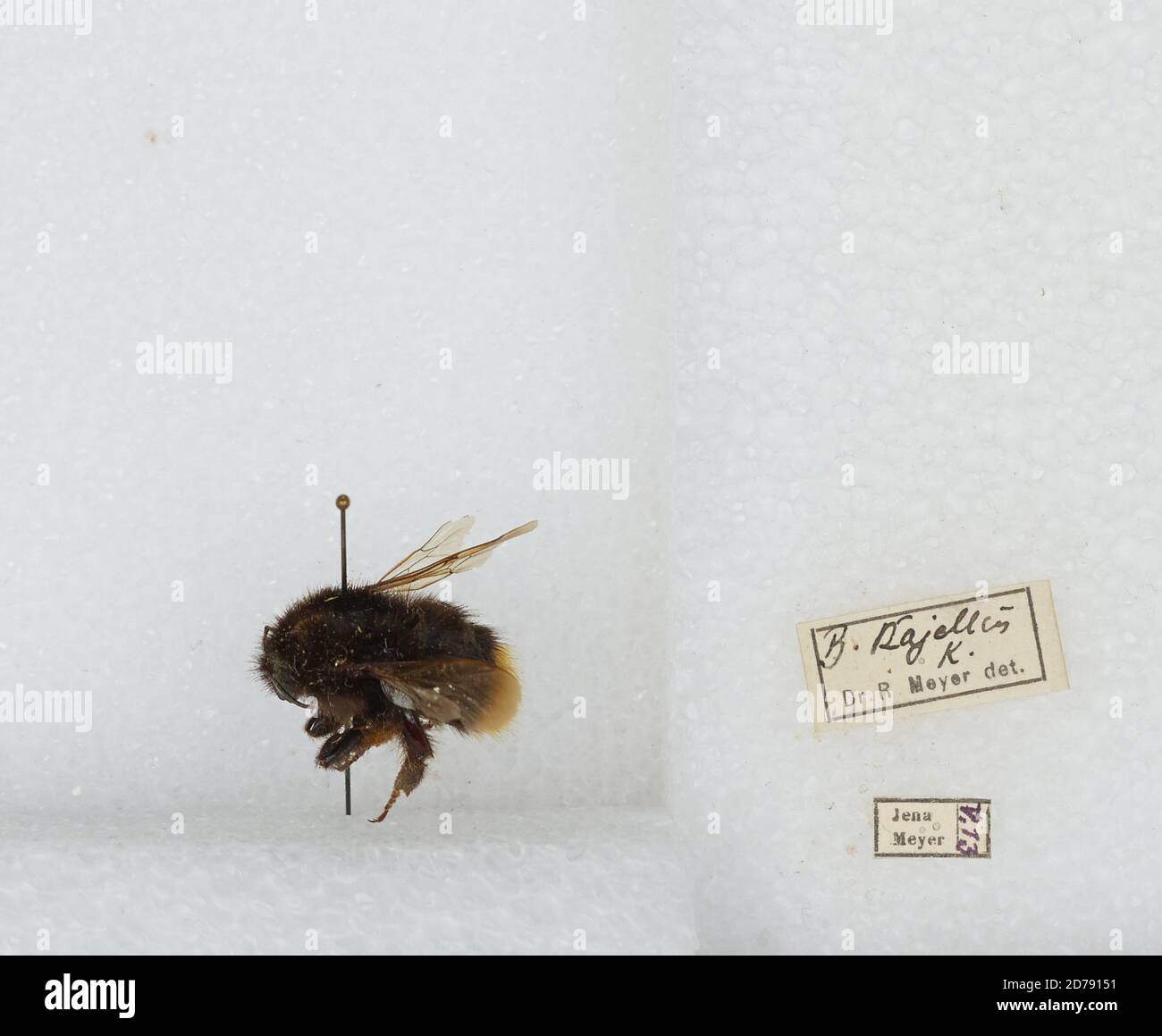 Jena, Thuringia, Germany, Bombus (Thoracobombus) ruderarius (Müller ...