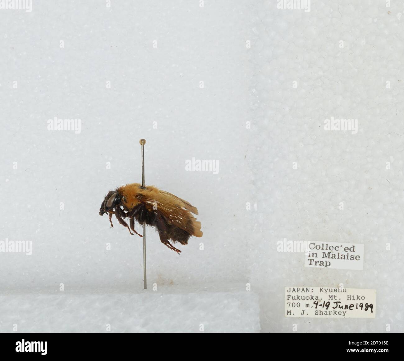 Kyushu, Mount Hiko, Fukuoka, Japan, Bombus sp., Animalia, Arthropoda ...