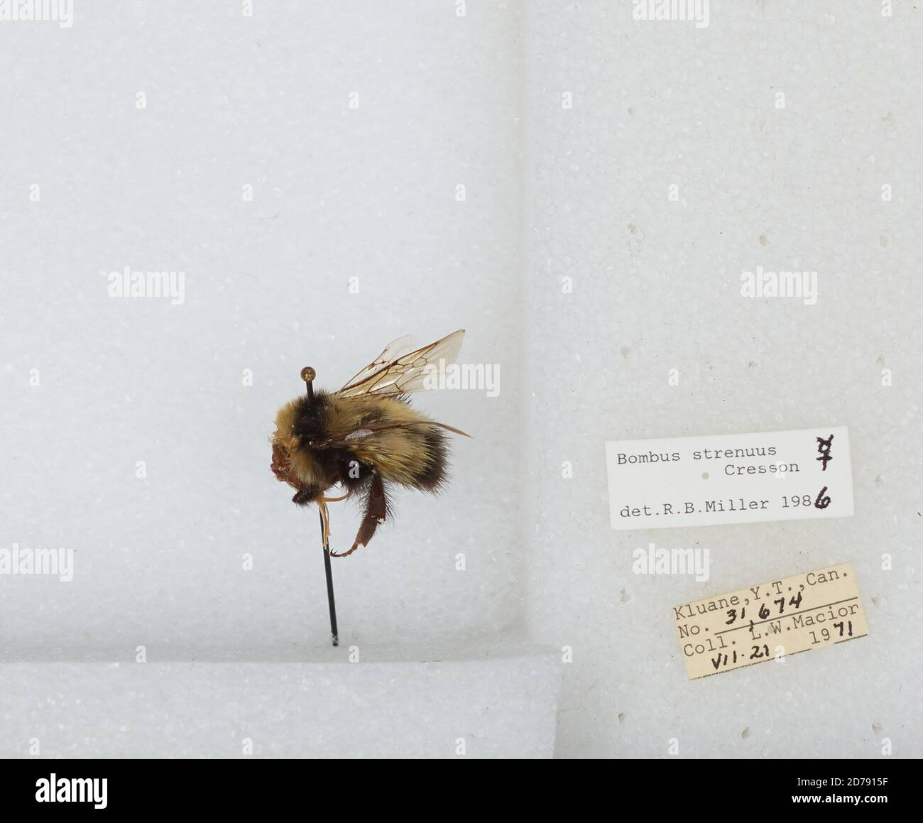 Kluane, Yukon Territory, Canada, Bombus (Alpinobombus) neoboreus Sladen ...