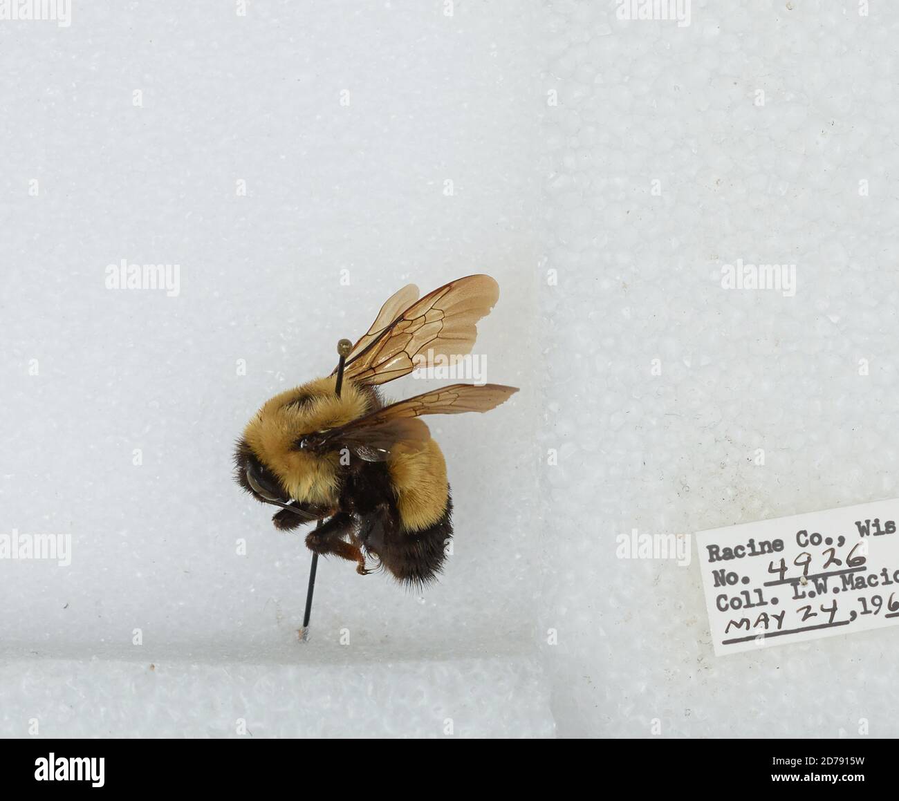 Racine, Wisconsin, United States, Bombus (Bombus) affinis Cresson ...