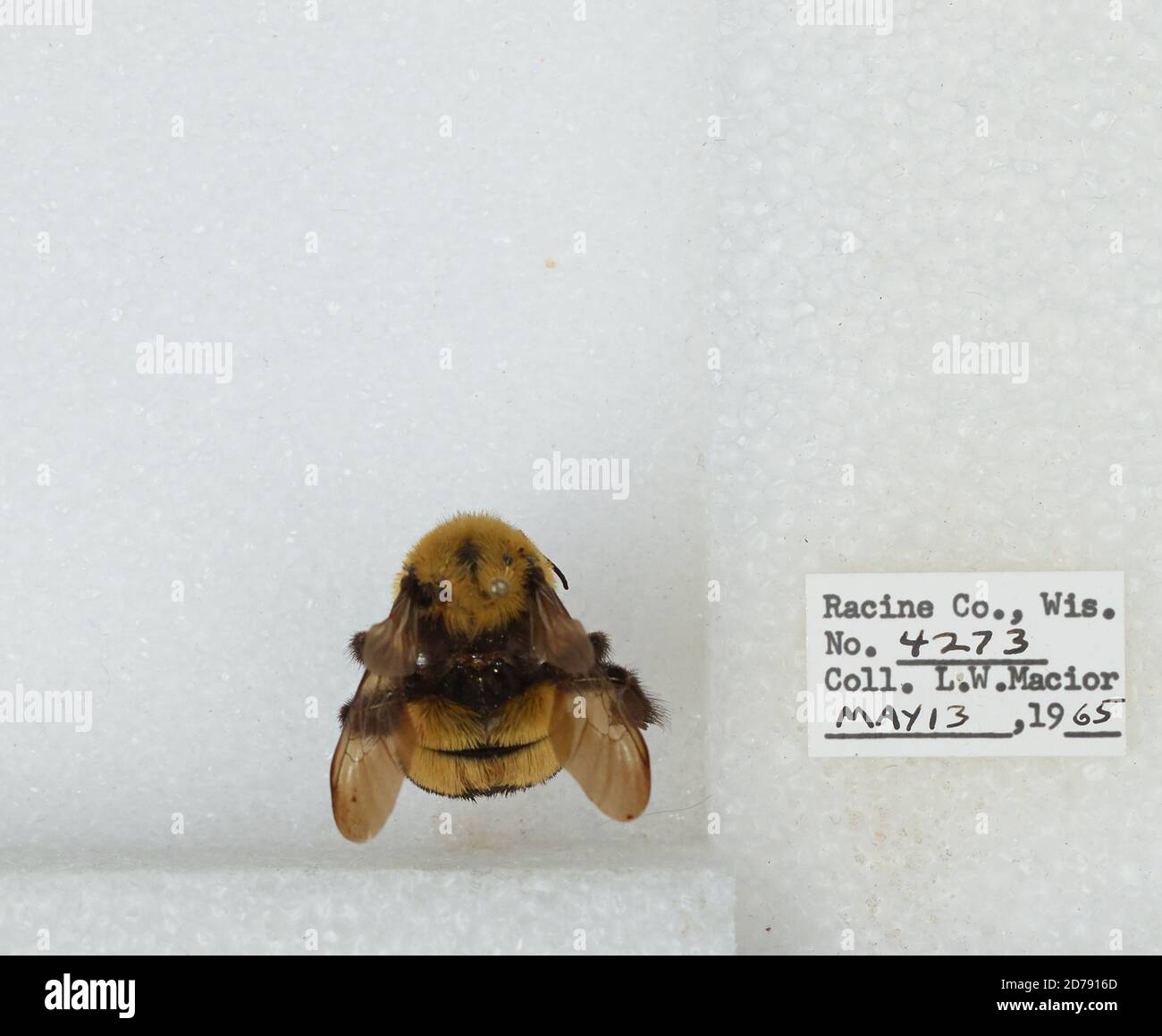Racine, Wisconsin, United States, Bombus (Bombus) affinis Cresson ...