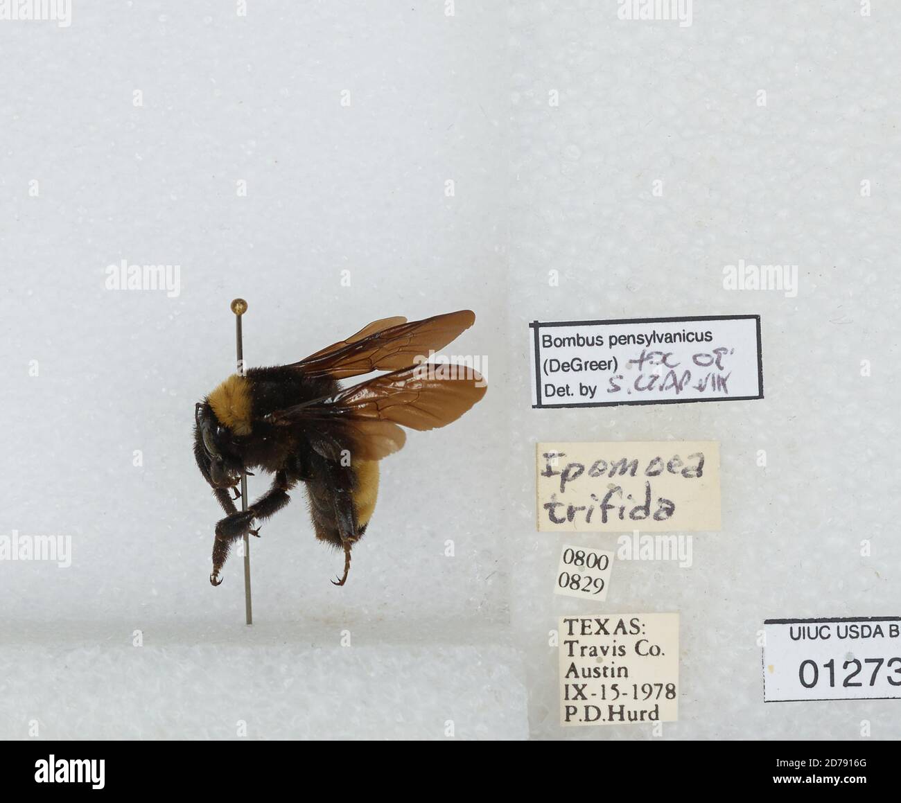 Austin, Travis, Texas, United States, Bombus (Fervidobombus ...